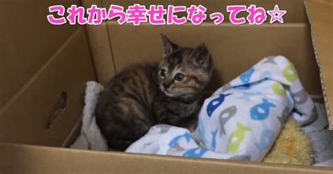 これから幸せになってね。 親とはぐれていたところを保護された子猫ちゃん ｜ ニャンコ大好き倶楽部 〜猫ちゃんは天使です〜
