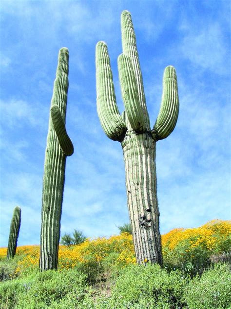 Кактуси во Македонија