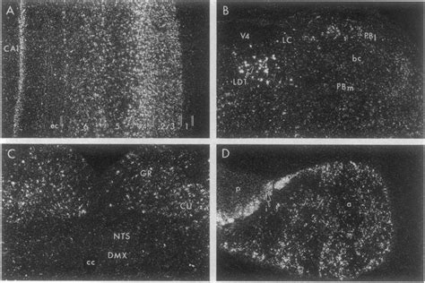 Dark Field Photomicrographs To Show Detail Of Crf R Mrna Expression In