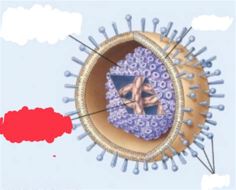 Ch Viral Structure And Life Cycles Flashcards Quizlet