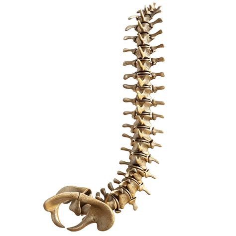 인간의 척추 3d 해부 의료 등뼈 Png 일러스트 및 이미지 에 대한 무료 다운로드 Pngtree
