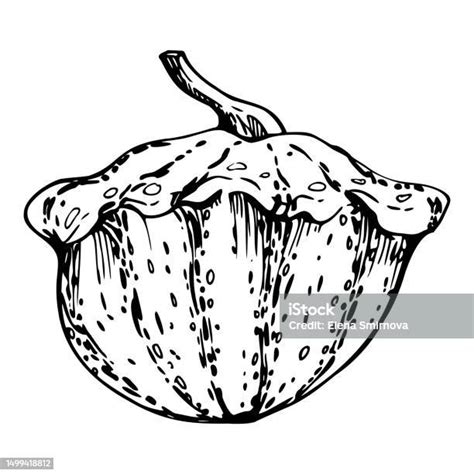 손으로 그린 잉크 벡터 Pattypan 조롱박 스쿼시 추수감사절 수확 농사를 위한 스케치 일러스트레이션 아트 격리된 개체 검은색 윤곽선 레스토랑 메뉴 인쇄 카페 웹사이트