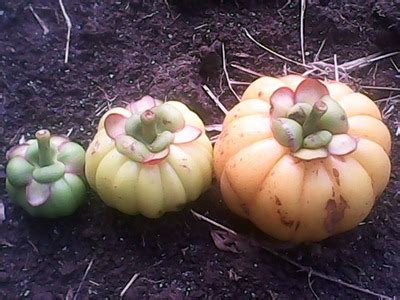 Buah Asam Gelugur Garcinia Atroviridis Agrokompleks Kita