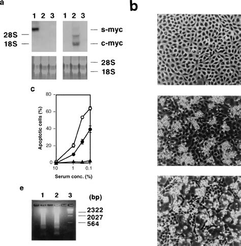 Myc Mediated Apoptosis In Serum Deprived Rat 1 Cells A Expression Download Scientific