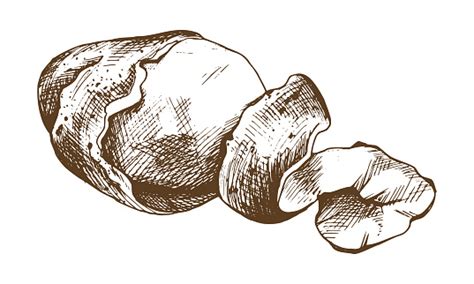 갈색 껍질에 흰 감자 껍질이 나선형으로 반쯤 벗겨져 있습니다 갈색 잉크 라인 아트로 그려진 그래픽 일러스트 손 수확 요리 음식 야채를 테마로 요소 Eps 벡터 감자 요리에