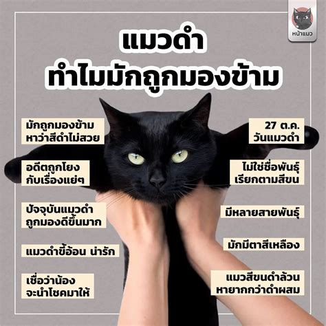 ทำไม แมวดำ มักถูกมองข้าม 😿🖤 แกลเลอรีที่โพสต์โดย หน้าแมว Lemon8