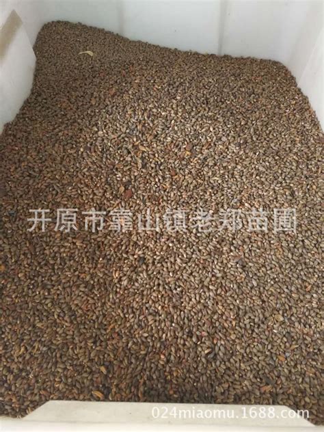 山东柏树籽收购厂家 大量收购柏树籽 柏树籽采摘工具 大山谷图库