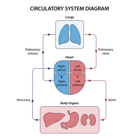 Circulatory System Labeled Heart