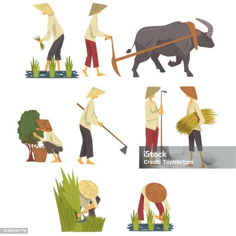 밀짚 원추형 모자에 아시아 농부 농민 캐릭터 심기 및 수확 쌀 차 잎 만화 스타일 벡터 일러스트 베트남에 대한 스톡 벡터 아트 및 기타 이미지 Istock