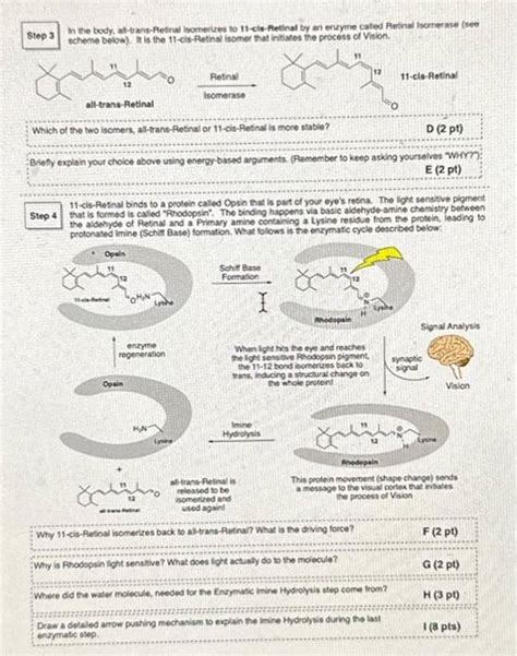 Solved In The Body At Trans Retinal Isomerizes To 11 Cis Retinal By An 1 Answer