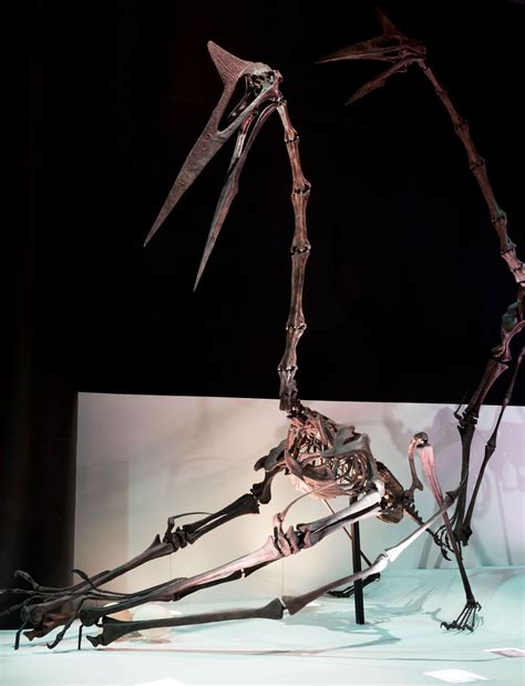 Quetzalcoatlus Nordropi Identifying A Pterosaur From A Pelvis Evolved