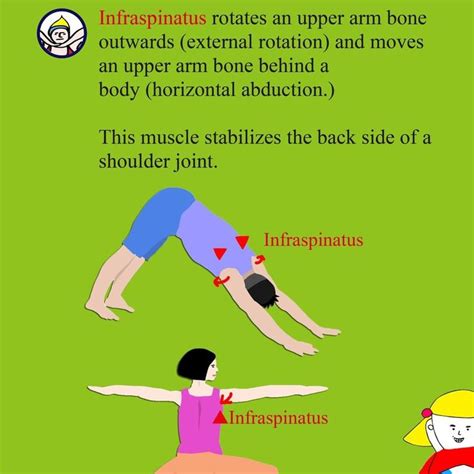 Anatomyclass With Illustrationanatomylaboeng • Instagram写真と動画 Anatomy Class Upper Arm