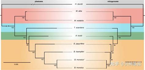 项目文章 Frontiers In Plant Science期刊发表构属线粒体基因组异质性和系统进化最新进展 知乎