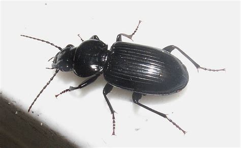 Finding Issues In Large Scale Image Datasets Cleanlab Documentation