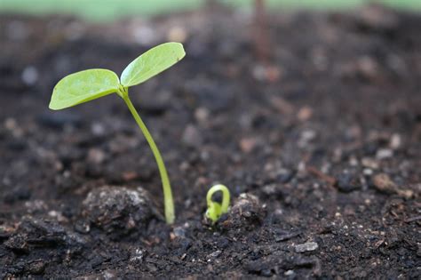 식물 새싹 성장 Pixabay의 무료 사진 Pixabay