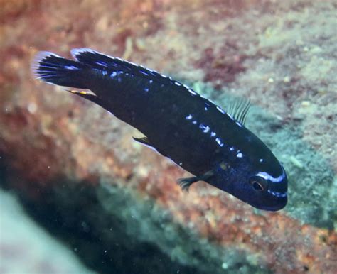 Pseudotropheus Interruptus · Inaturalist Mexico