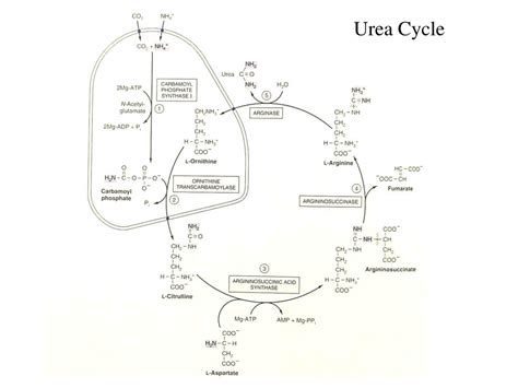 Ppt Catabolism Of Proteins And Amino Acids Powerpoint Presentation