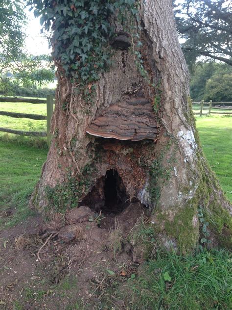 Pests And Diseases Hampshire Woodlands