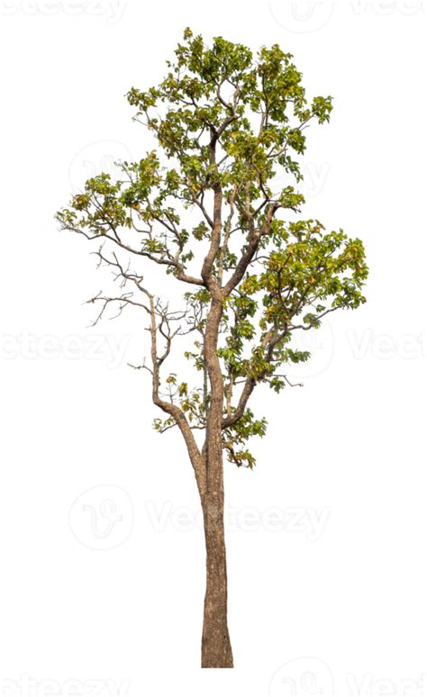 Single Tree Isolated On Transparent Background 45833295 PNG