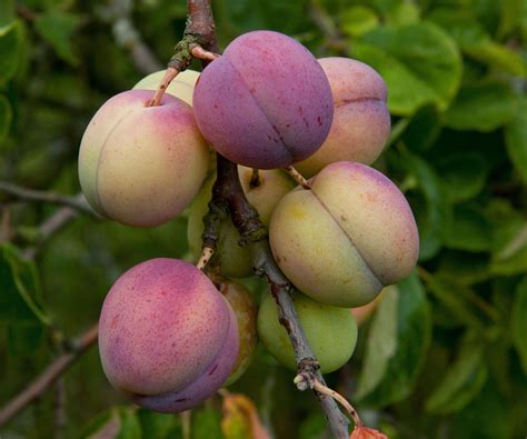 Meilleurs Types De Prunes 12 Variétés à Pousser Pour Une Récolte