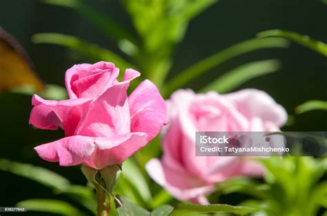 장미 꽃입니다 가시가 많은 부시 또는 나무 일반적으로 빨간색 분홍색 노란색 또는 흰색 향기로운 꽃 북쪽 온화한 지구에 출생지 곰 0명에 대한 스톡 사진 및 기타 이미지