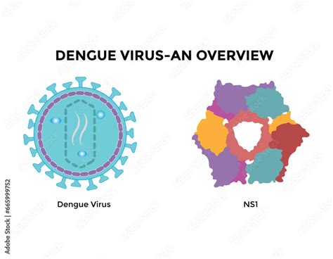 Dengue Virus Dengue Virus Denv Is The Cause Of Dengue Fever It Is A Mosquito Borne Single