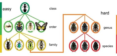 What Is Pattern Recognition In Machine Learning Complete Manual For