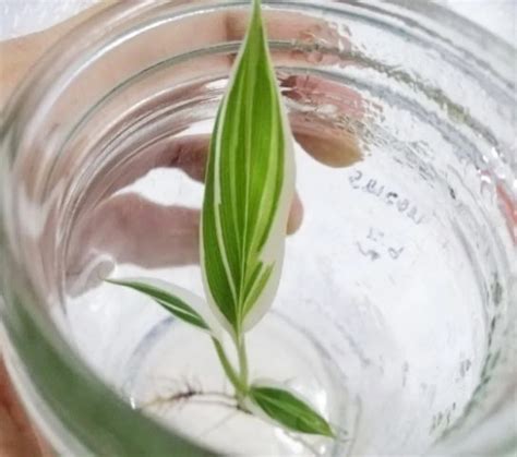 Musa Banana Florida Variegated Tissue Culture