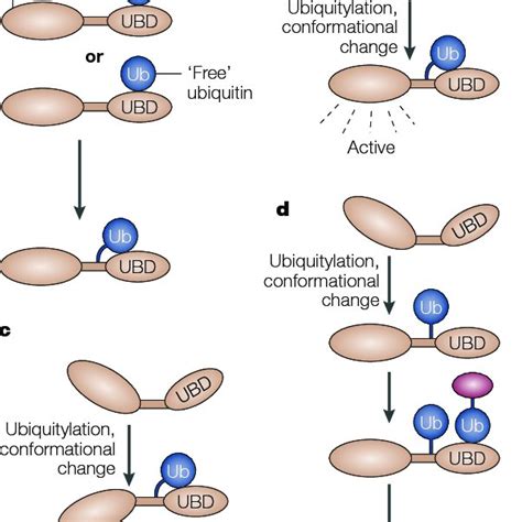 Pdf Ubiquitin Binding Domains