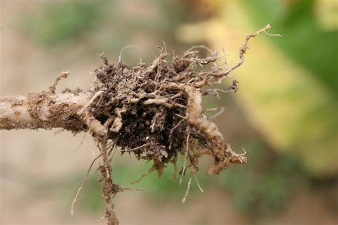 Root Knot Nematode Burley Tobacco Extension