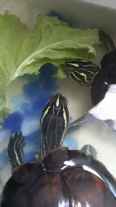 네가 지은 꼬북이파이리 Youtube