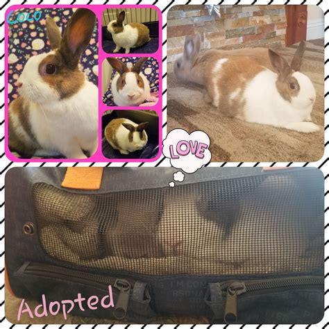 Sweet Coco 🐰 Has Found Her Bunnies Matter In Vegas Too