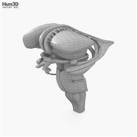 Human Brain Cross Section 3d Model Download Anatomy On
