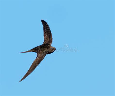 Common Swift Apus Apus In Flight Bird In Flight Stock Image Image Of Swift Bird 325699879