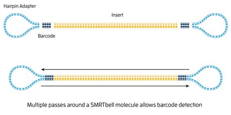 Decrease Your Cost Per Sample With Multiplexing Pacbio
