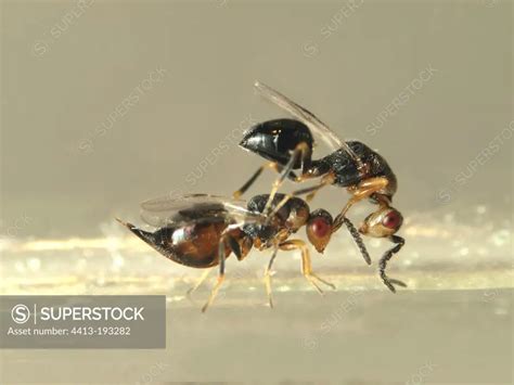 Couple Of Parasitoids Superstock