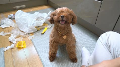 집 비운 사이 사고치고 애교부리는 강아지 ㅋㅋㅋ Youtube