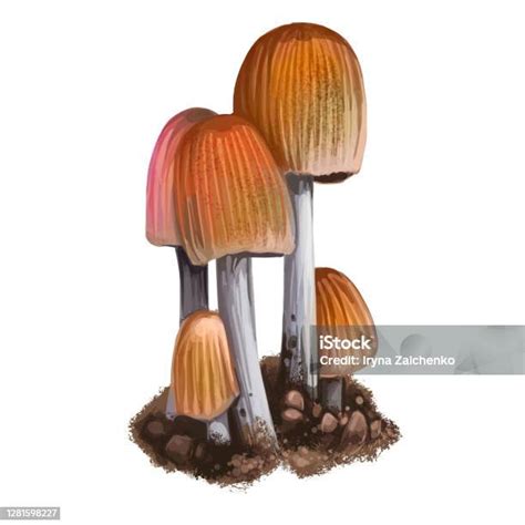 코스프리넬루스 Micaceuss 곰팡이 Psathyrellaceae 국제 분포 나무에 큰 클러스터에서 성장 디지털 아트