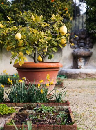 How To Prune A Lemon Tree The Ancient Italian Secret For 3X More Fruit