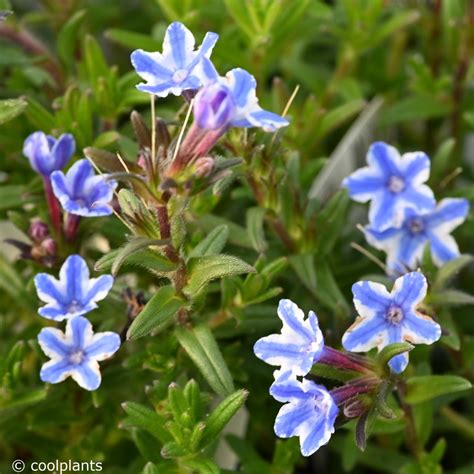 Lithodora Diffusa Star Buy Plants At Coolplants