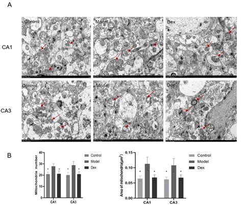 Dexmedetomidine Administration Prevented Surgery Induced Mitochondrial