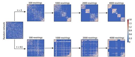 Figure 1 From Adaptive Rewiring In Weighted Networks Shows Specificity Robustness And