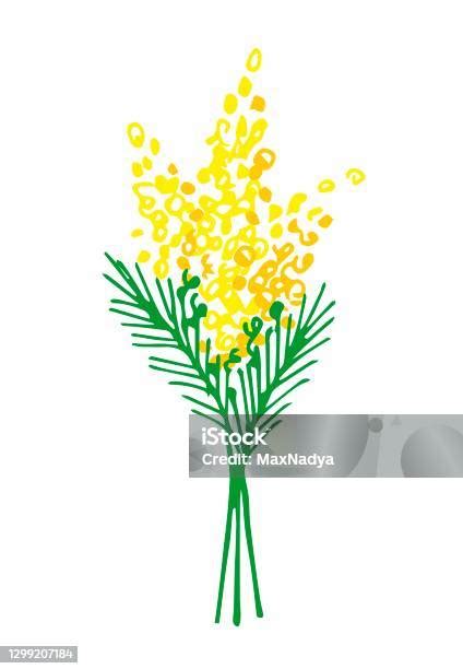 손으로 그린 간단한 색상 벡터 일러스트레이션 하얀 배경에 고립 된 봄 꽃 미모사 꽃다발 엽서 인쇄물 3월 8일 어머니의 날 부활절 아카시아 나무에 대한 스톡 벡터 아트 및