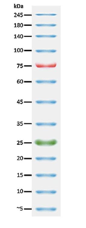 Western Blot Ladder Of Protein Sizes Questamerica