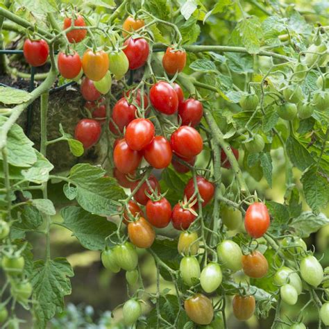 Tomato Fantastico F1 All America Selections
