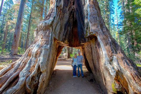 Giant Sequoia ‘tunnel Tree In California Is Toppled By Storm The New
