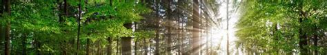 Whatcom Million Trees Project Linkedin