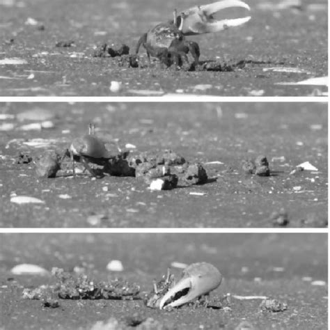 1 Bioturbating Effects Of The Fiddler Crab Uca Uruguayensis Feeding