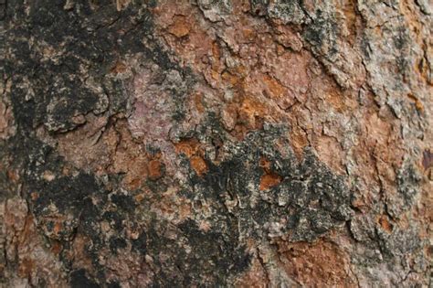 Texture And Detail Of Garden Wooden Trees Stock Image Image Of Desk Circle 301169823