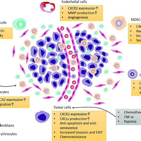 Pdf Potential Roles And Targeted Therapy Of The Cxcls Cxcr2 Axis In Cancer And Inflammatory